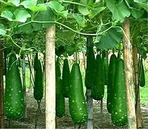GREEN HORIZON® F1 Hybrid Long Bottle Gourd/Lauki/Kaddu/Lau/Calabash ...