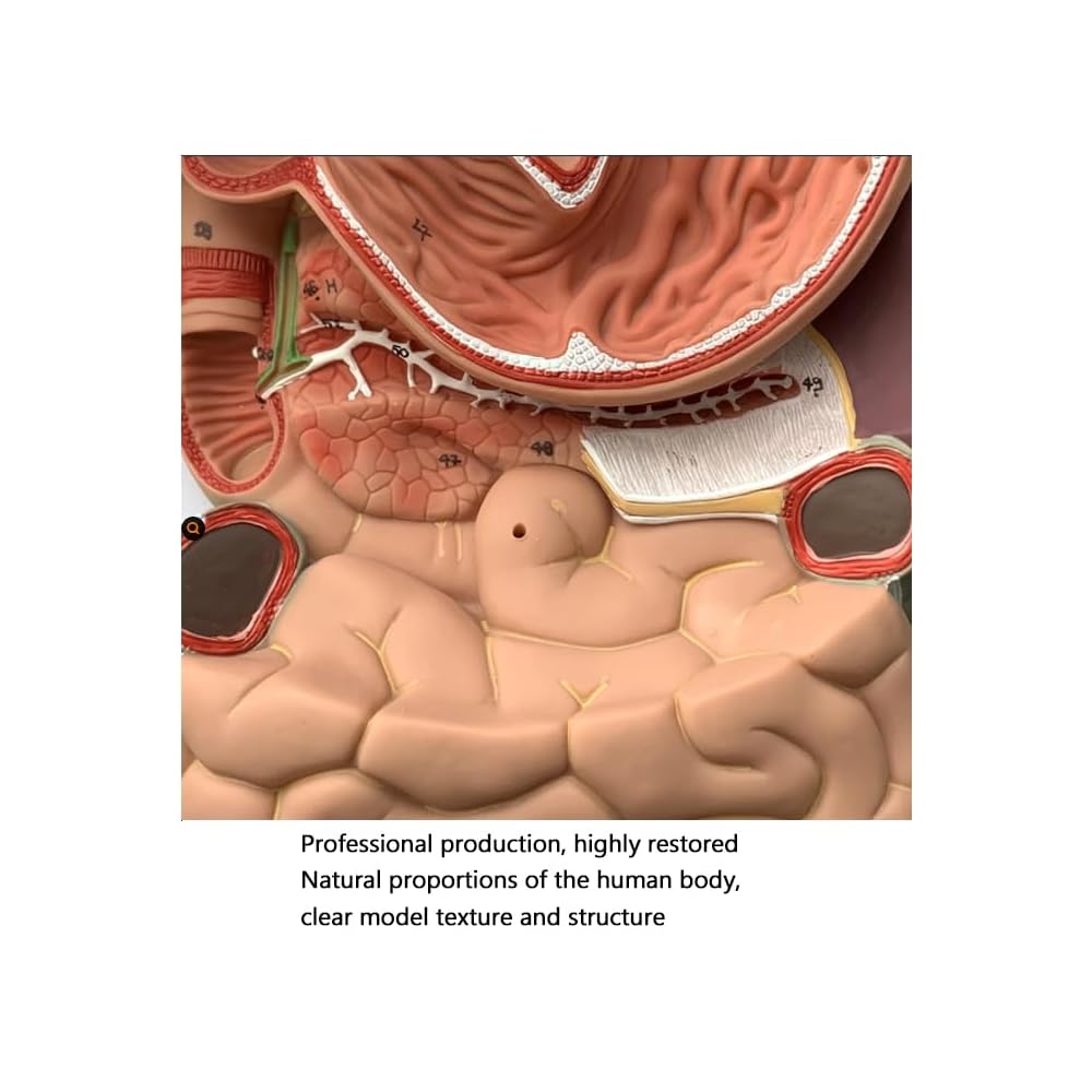 Human Digestive System Anatomy Model Half Life-Size Nepal | Ubuy