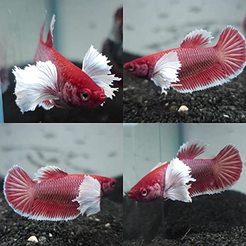 10 Must-Have Products for Your Female Koi Betta: A Complete Buying ...