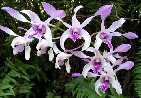 Royal Paradise Garden Rare Dendrobium Orchid Caesar Warawan 1 Small ...