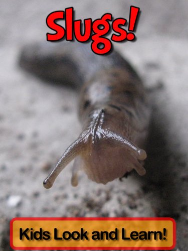 Amazon.com: Slugs! Learn About Slugs and Enjoy Colorful Pictures - Look ...