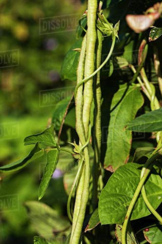 Seeds Point Rare Hybrid Long Beans/Barbatti" Cowpea" Vegetable Seeds ...