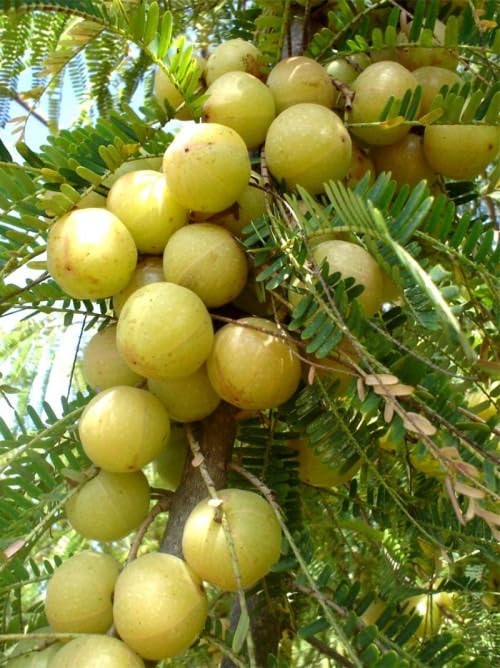 Charming Gronhus Live bhumi Amla Plant Hybrid All Seasons Gooseberry ...