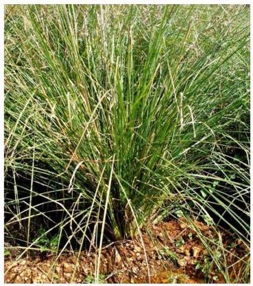 Kusha Plant Herb Plant Pot : Amazon.in: Garden & Outdoors