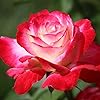 Amazon.com : Rose Plant Live, Rose Bush Live Plant for Planting Your ...