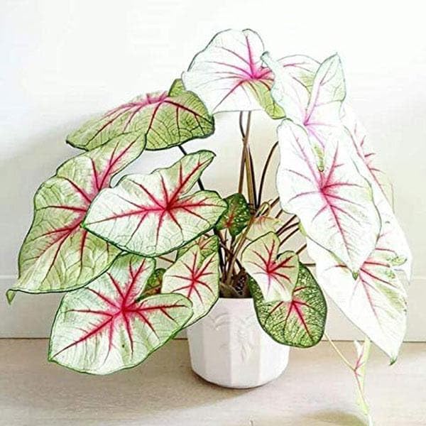 Mphmi Plant NCR Live Caladium Hybrid (White) - Plant : Amazon.in ...