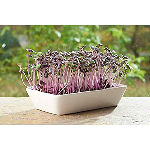 Joycity Radish Sango Red- Microgreen Seeds (100+ Seeds) : Amazon.in ...