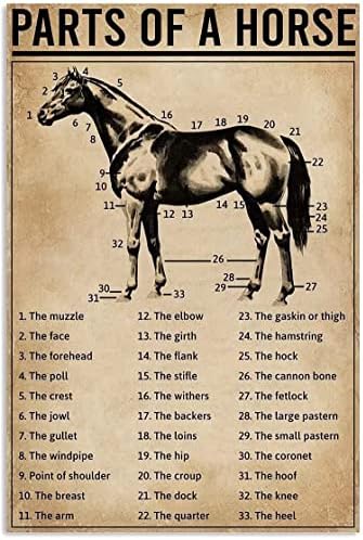 Amazon.com: Farrier Knowledge Metal Tin Sign Anatomy Of Horse Hoof ...