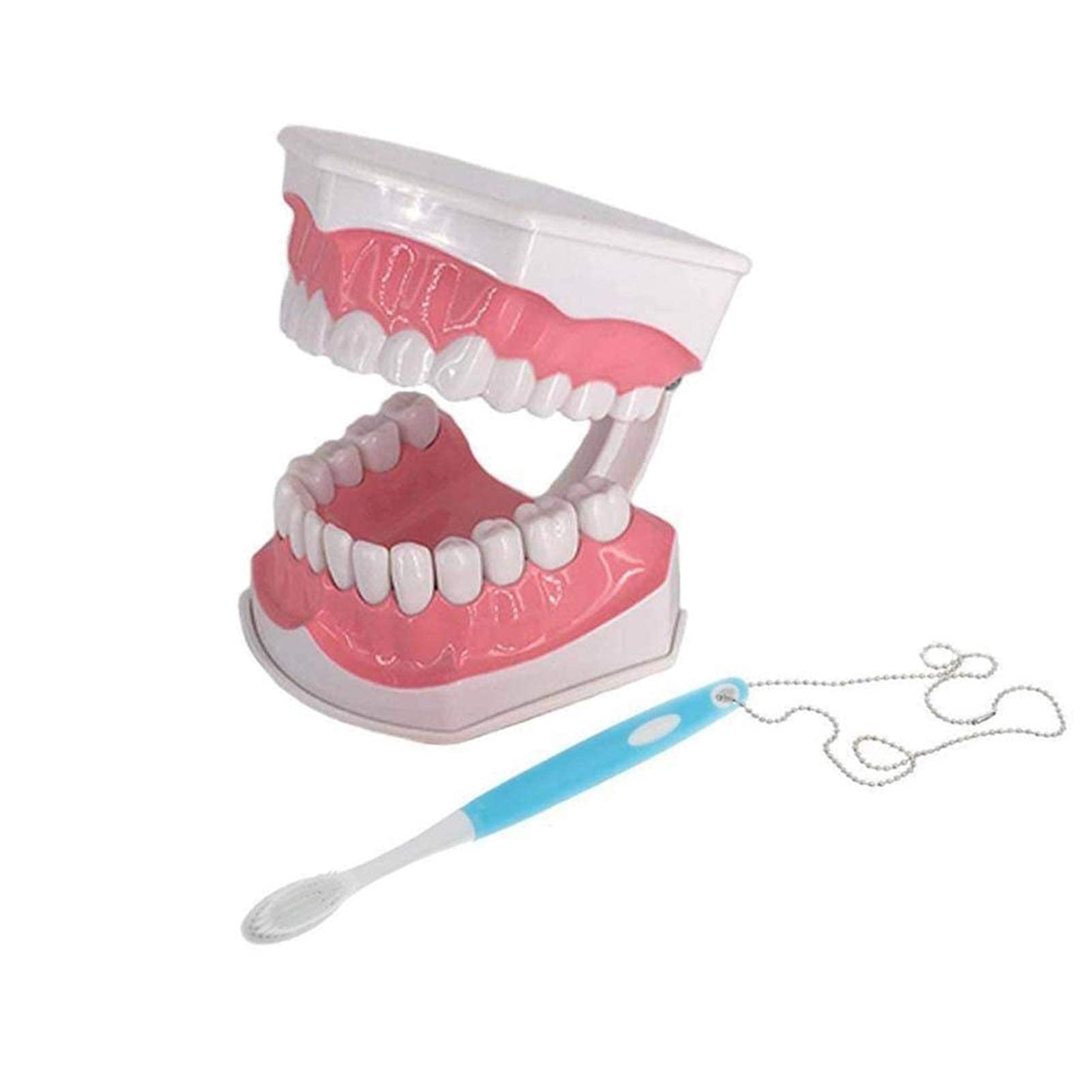 Buy Human Model, Dental Teaching Model That Can Be Unplugged Early ...