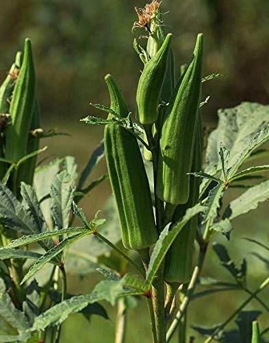 Lady Finger 1. VRO 3, 4, 6, 5, 22, 25 Bhindi/Lady Finger Seeds- 45 ...