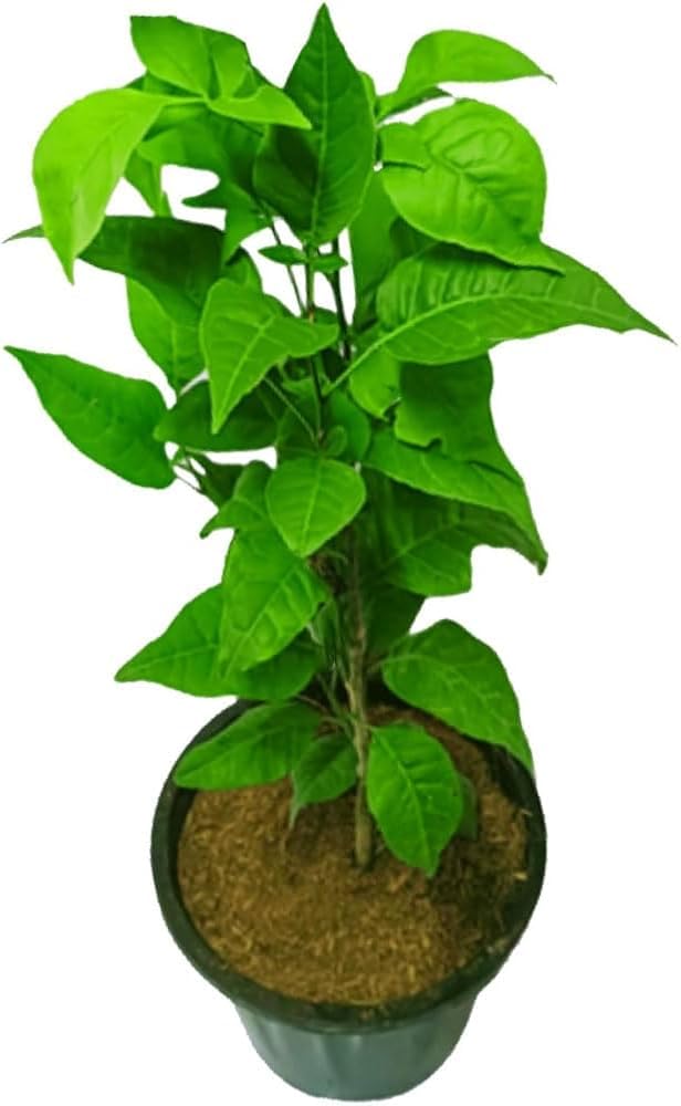 Live Root Live Bel Tree, Bilva Patra, Bel Patra- belpatra Aegle ...