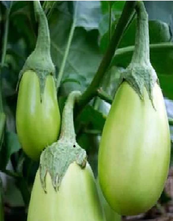 Brinjal Green Round F1 Hybrid Biagan ke beej Vegetable Seeds For Home ...