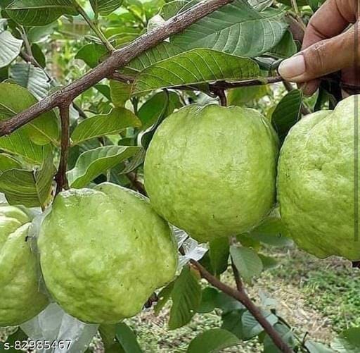 Natura GreenHouse 2 Hybrid Air Layering Sweet Guava plant guava plant ...