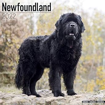 Newfoundland Calendar - Newfoundland Dog Calendar - Dog Breed Calendars ...