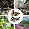 Amazon.com: RQPQBO Resin Floating Ducks Statue Garden Decor Realistic ...