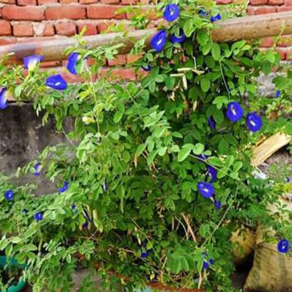 Aparajita Flower Plant Seeds 5 Colour Flower Plant Seeds Aparajita ...