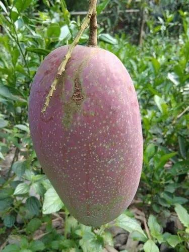 SANJUS HYBRID Mango Thai Katimon All Time 12 month Sweet Fruit Hybrid 1 ...