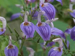 Amazon.com : False Tropical Sage Brillantaisia Subulugurica Plant ...