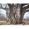 Amazon.com : 10 African Baobab Seeds - 10 Seeds (Adansonia digitata ...