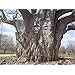 Amazon.com : 10 African Baobab Seeds - 10 Seeds (Adansonia digitata ...