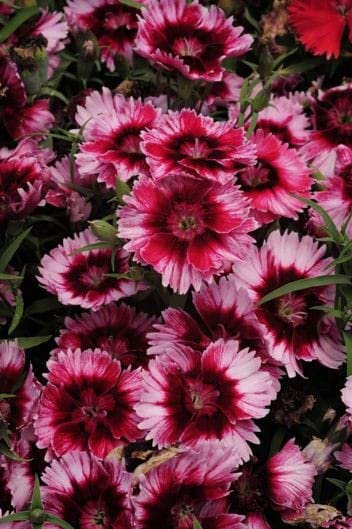 Ritz Farming® Sweet william Flower Seeds | organic red Sweet William ...