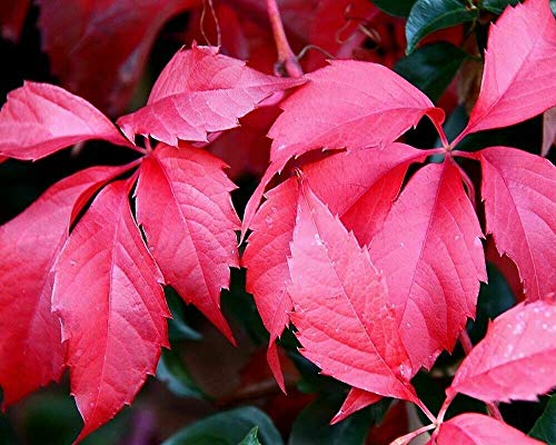 Vite canadese”Parthenocissus ampelopsis quinquefolia” 1 pianta in vaso ...