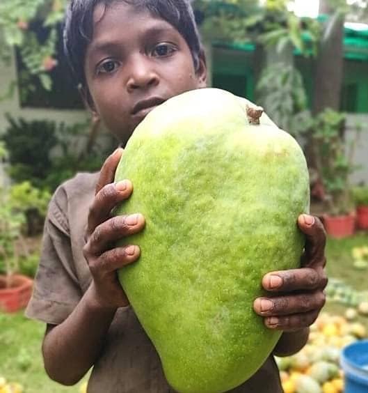Mampi Garden Noorjahan Mango Big Size 3-5 Kg Live Plant Mamidi ...