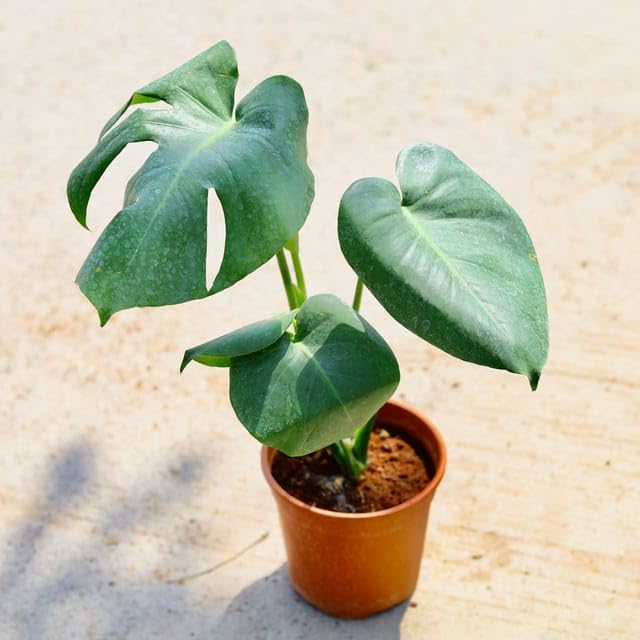 Monstera Deliciosa in 6 Inch Nursery Pot : Amazon.in: Garden & Outdoors
