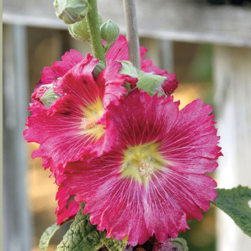 Amazon.com: HOLLYHOCK-Maroon/Purple "Alcea rosea" 20+Perennial Seeds ...