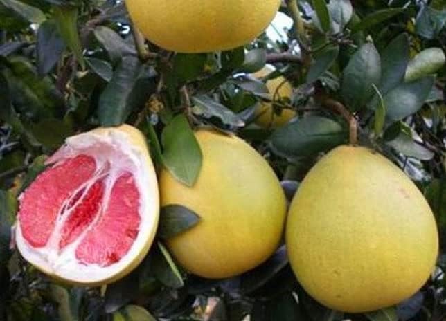 Amazon.com : Citrus Maxima Red Flesh | Chinese Grapefruit | Pomelo ...