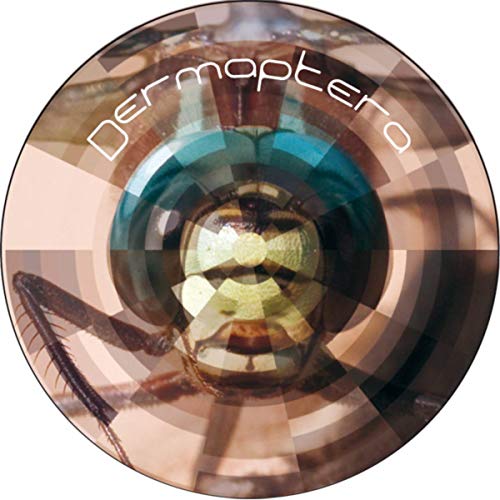 Play Dermaptera Remix 1 by Dermaptera on Amazon Music