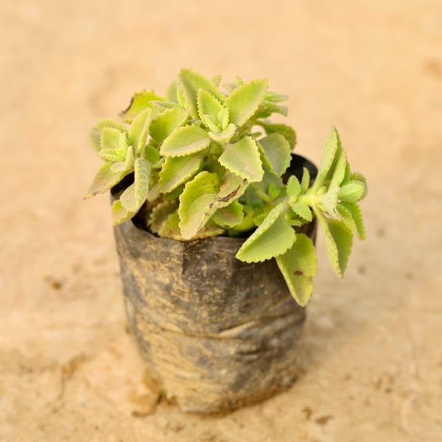 Ajwain/Carrom Seed Plant in 4 Inch Nursery Bag : Amazon.in: Garden ...