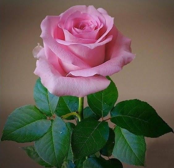 Rose Flower Tree Pink Colour Rose Rose Golap Flower Tree Hybrid Plant ...