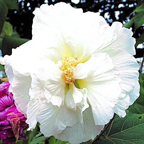 CosaCentrum Outdoor Gardens Dwarf Hybrid Hibiscus Plant White Double ...