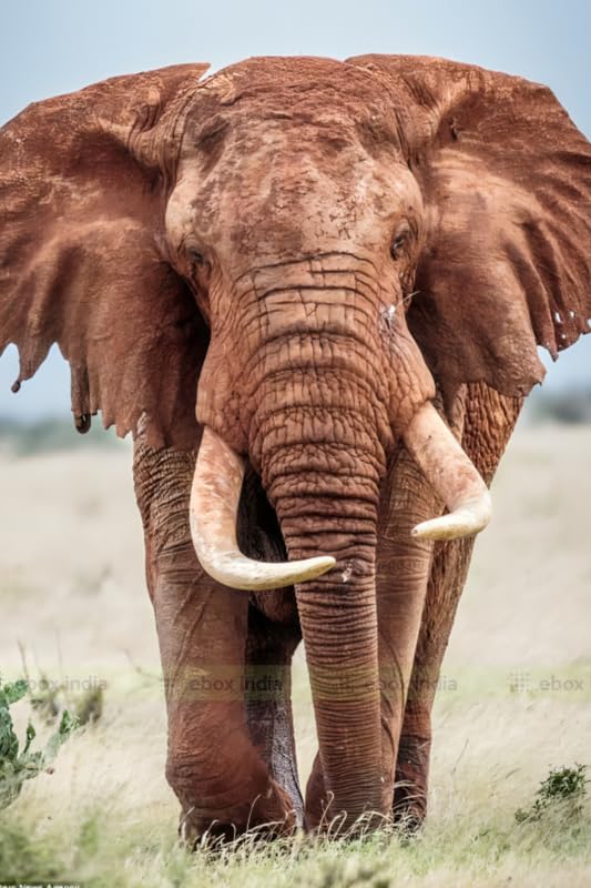 Poster of Elephant, Elephant Posters for Room Wall Decortation, Size ...