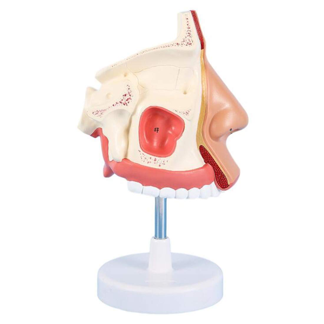 Buy ZJM 1:1 Life Size Human Nasal Cavity Model, Nasal Cavity Throat ...