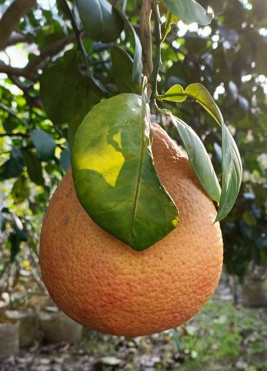 GooGreen Red Ponderosa Lemon Big Citrus Limon Chakotra Batabi Lebu ...