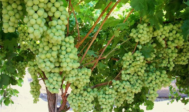 MSK EVER GREEN Live Fresh Real Green Grape Fruit Angoor Plant Draksha ...