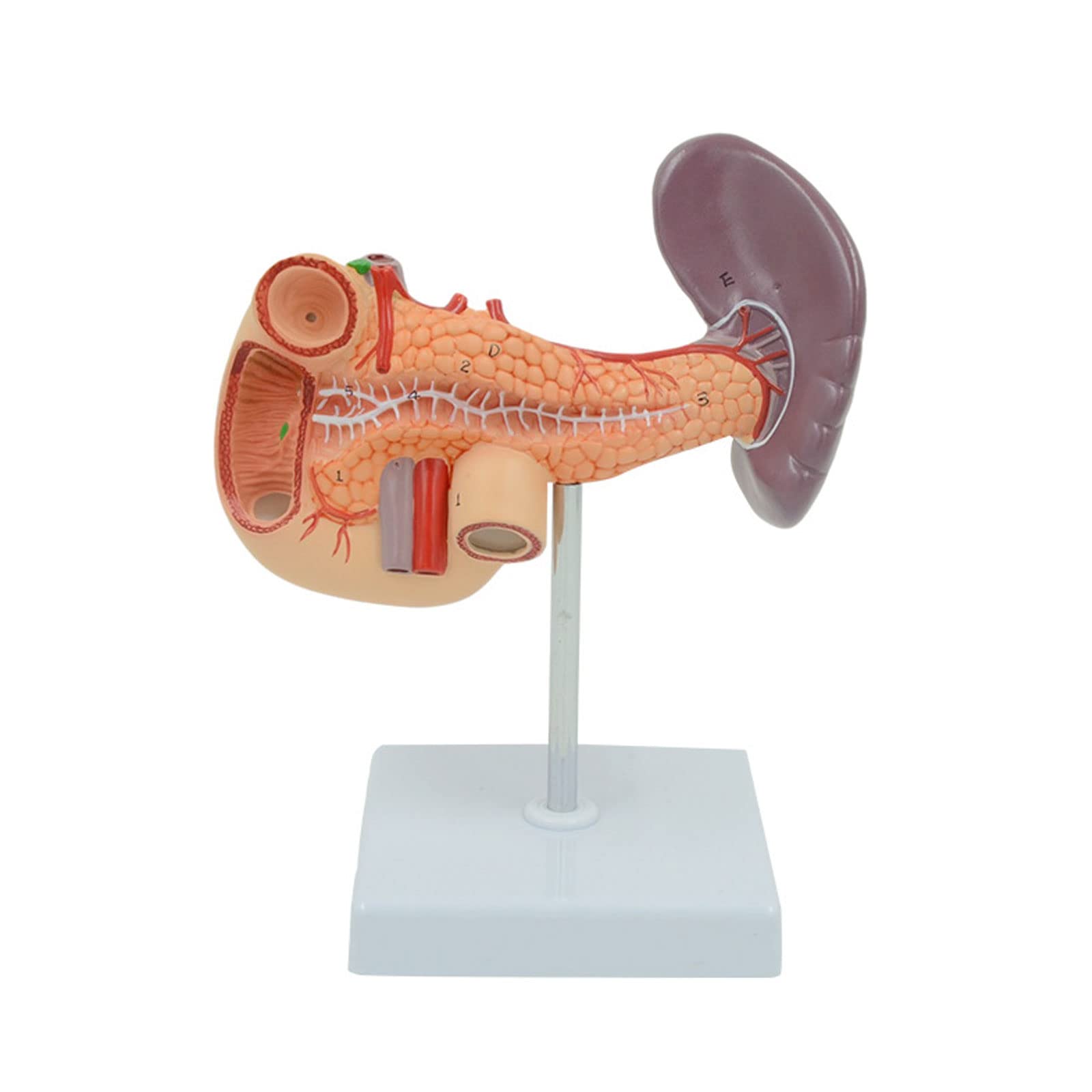 Liver Anatomical Model Spleen And Pancreas Digestive System Model ...