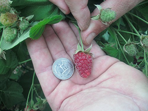 Loganberry - How to grow & care