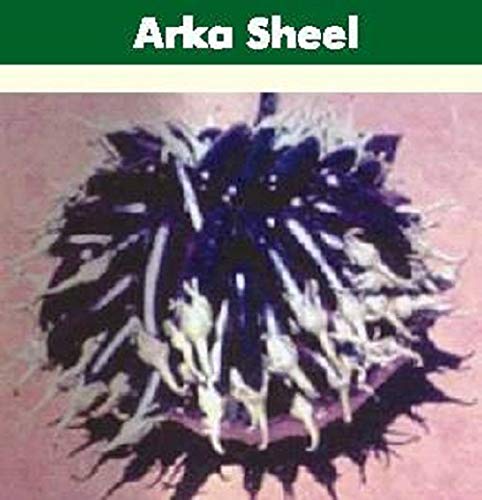 Arka sheel brinjal/baigun seeds- 100 : Amazon.in: Garden & Outdoors