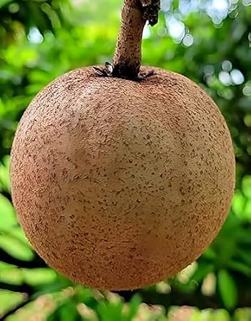 Hybrid Thai All Time Sweet Big Size Sapota | Chiku | Sobeda "GRAFTED ...