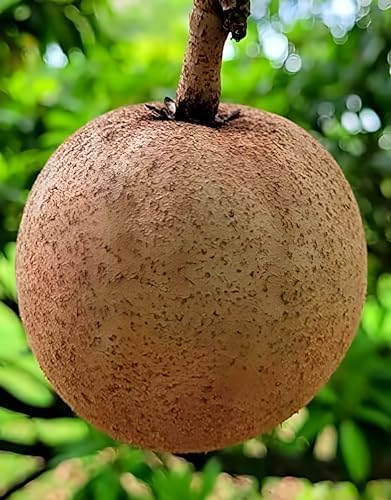 Hybrid Thai All Time Sweet Big Size Sapota | Chiku | Sobeda "GRAFTED ...