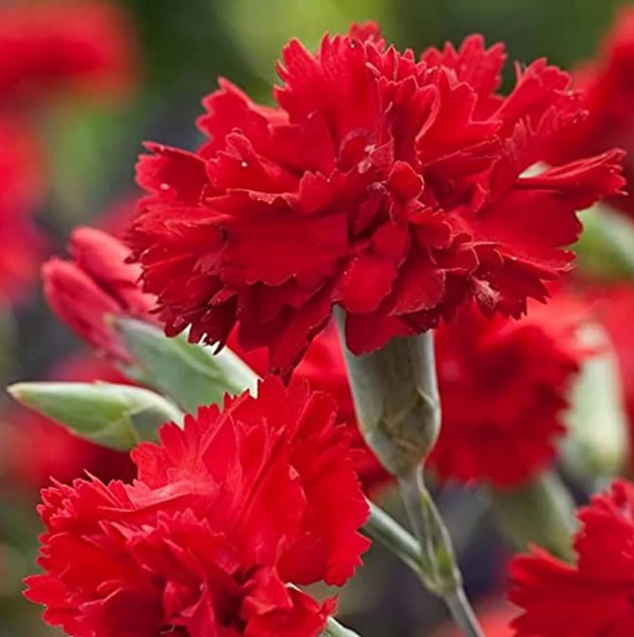 Amazon.com : 2 Red Carnation Trailing Live Plants Plugs, Cold Hardy ...