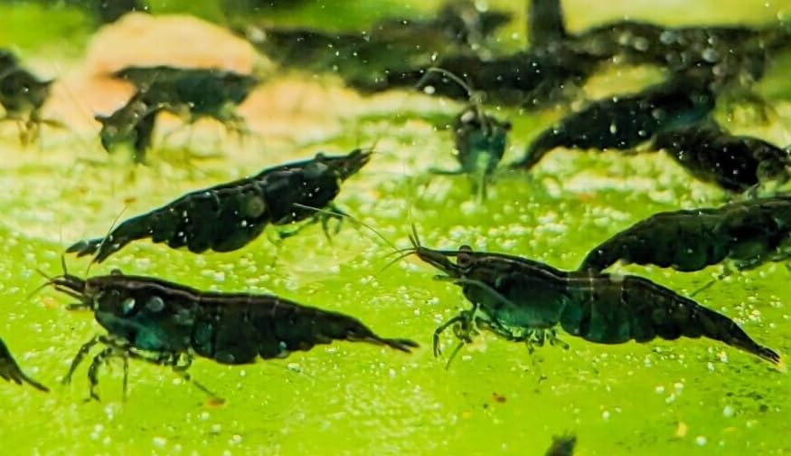 Buy Green Jade Cherry Shrimp Neocaridina Live Aquarium Shrimp 20 X