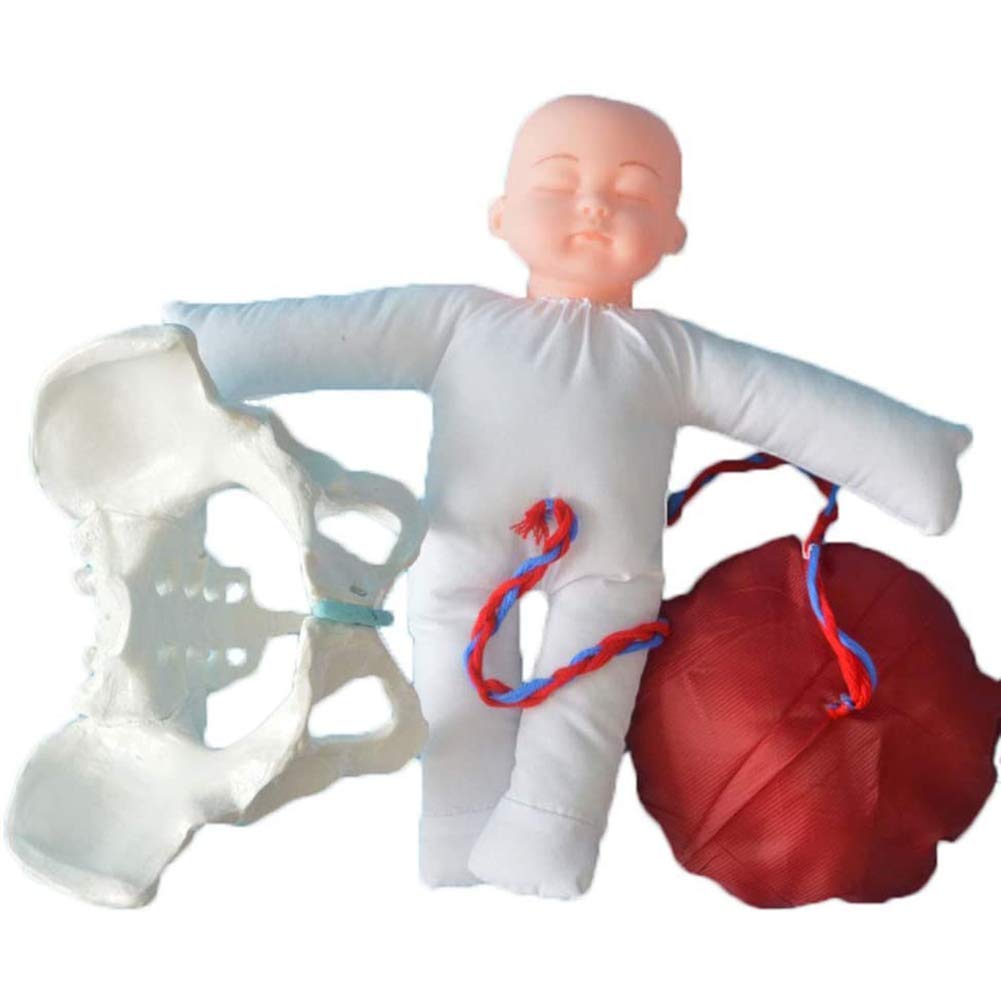 Life Size Female Pelvis Model Midwifery Model Hip Model Childbirth ...