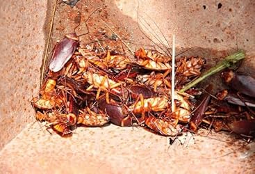 Cockroach dot Roach Control Anti Cockroach Gel with Neem Extract ...