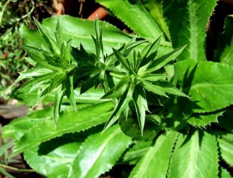 Amazon.com : Recao, Culantro, Cilantro ancho, Mexican Coriander ...