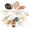 Amazon.com: Fangoo Large Bulk Sea Shells Bulk 12 Kinds of Nature Beach ...