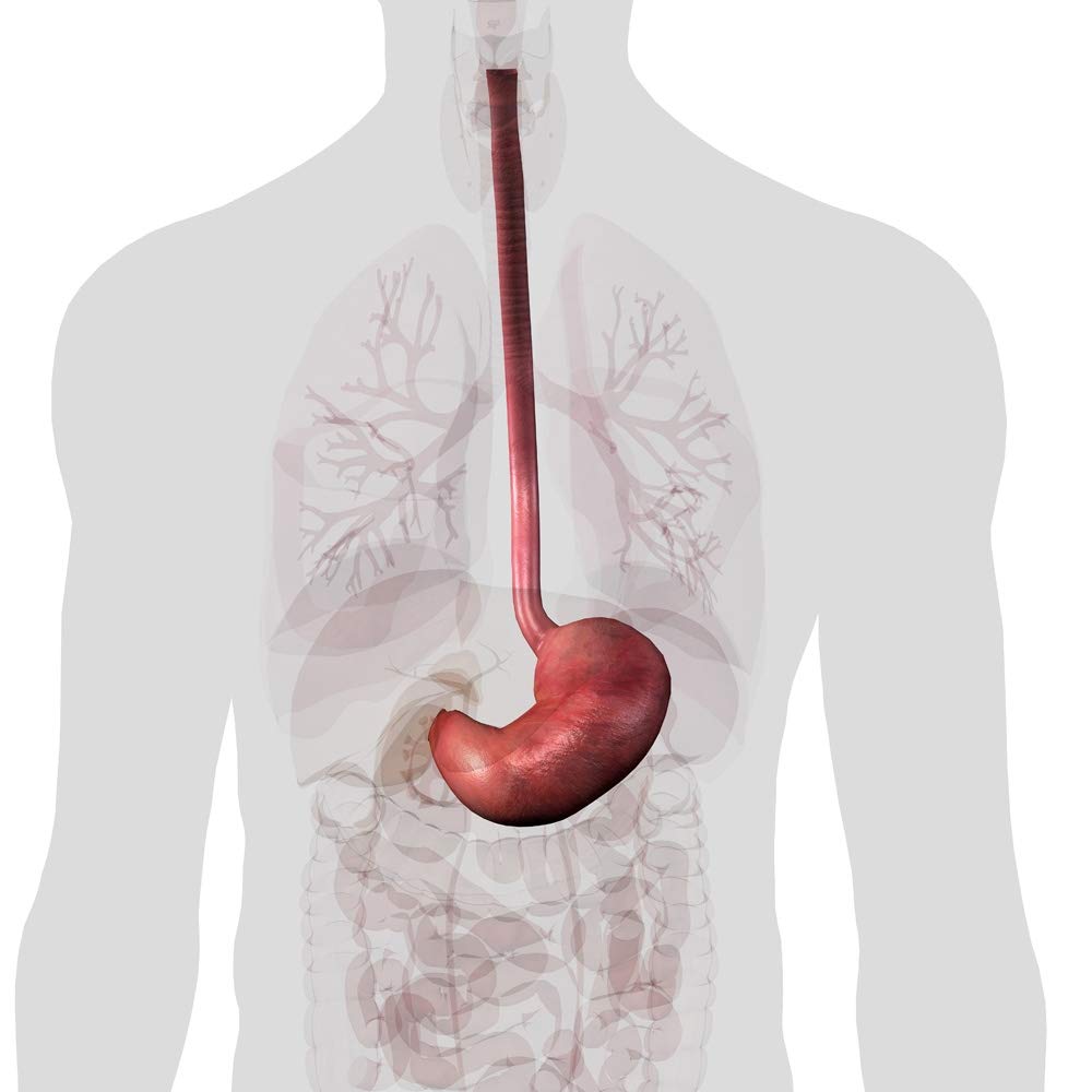Digestive System Esophagus And Stomach